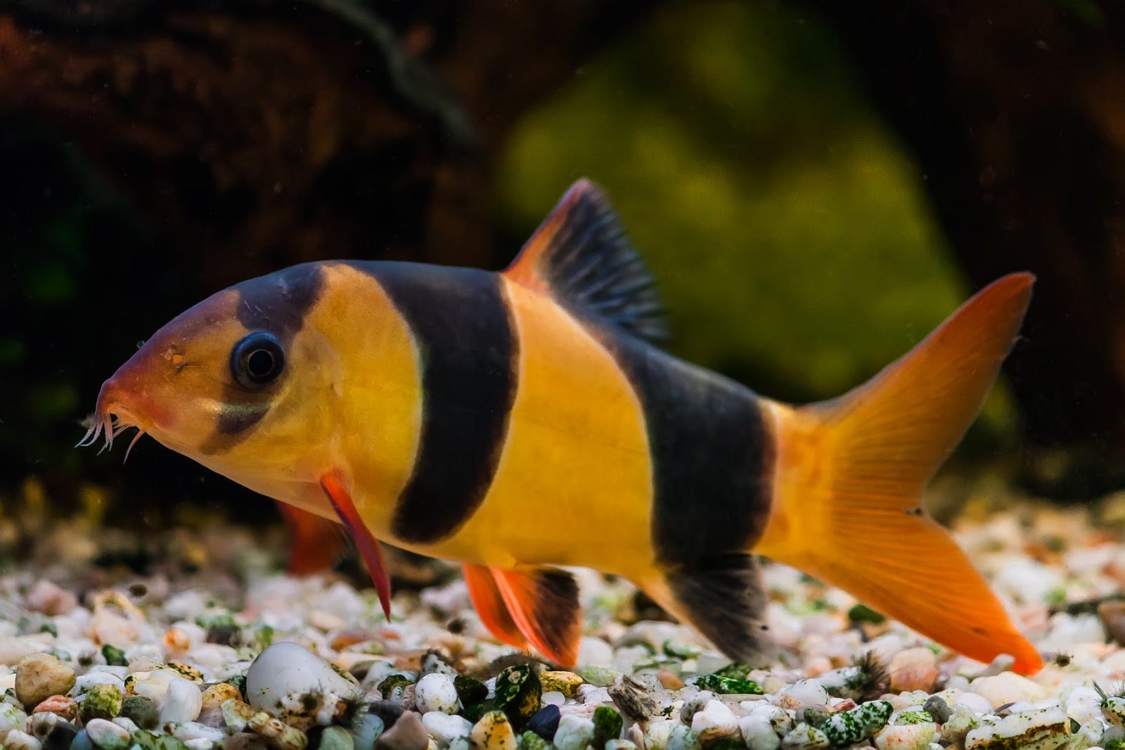 16 Best Freshwater Bottom Feeder Fish for Your Tank | Realacas.com