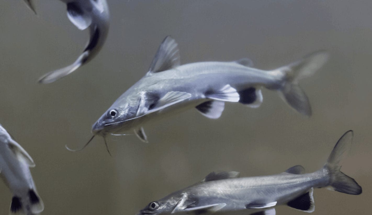 Best 16 Freshwater Aquarium Sharks for Tanks