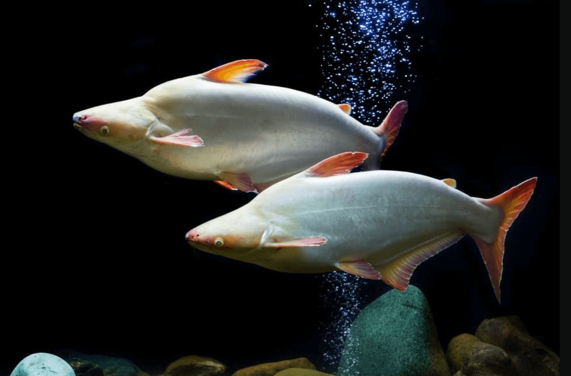 Best 16 Freshwater Aquarium Sharks for Tanks