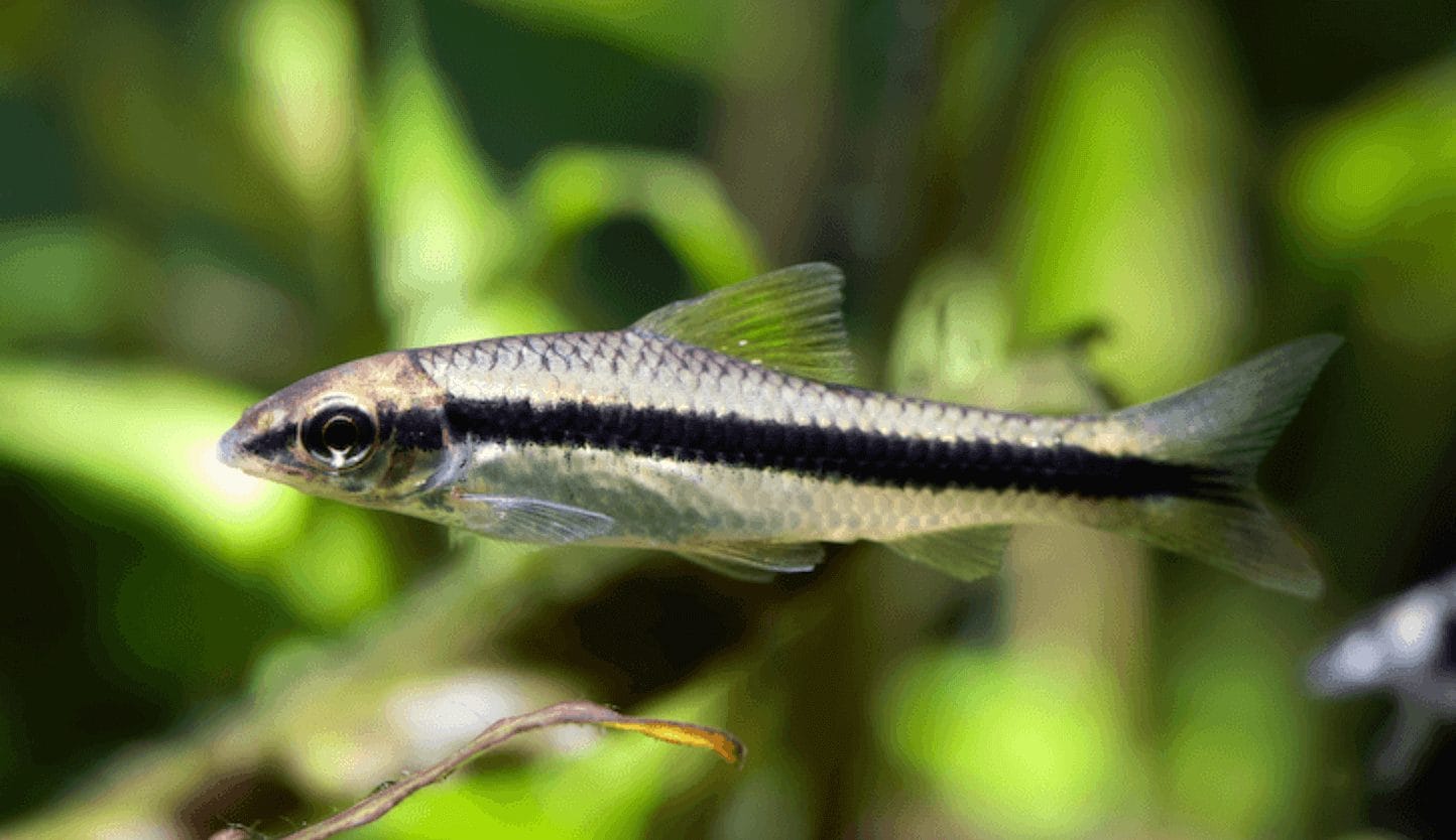 Best 16 Freshwater Aquarium Sharks for Tanks