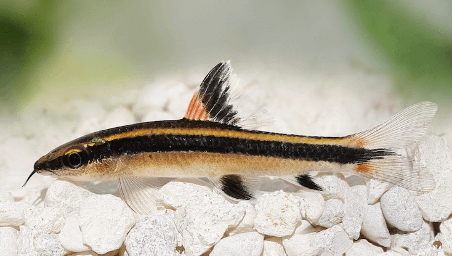 Best 16 Freshwater Aquarium Sharks for Tanks