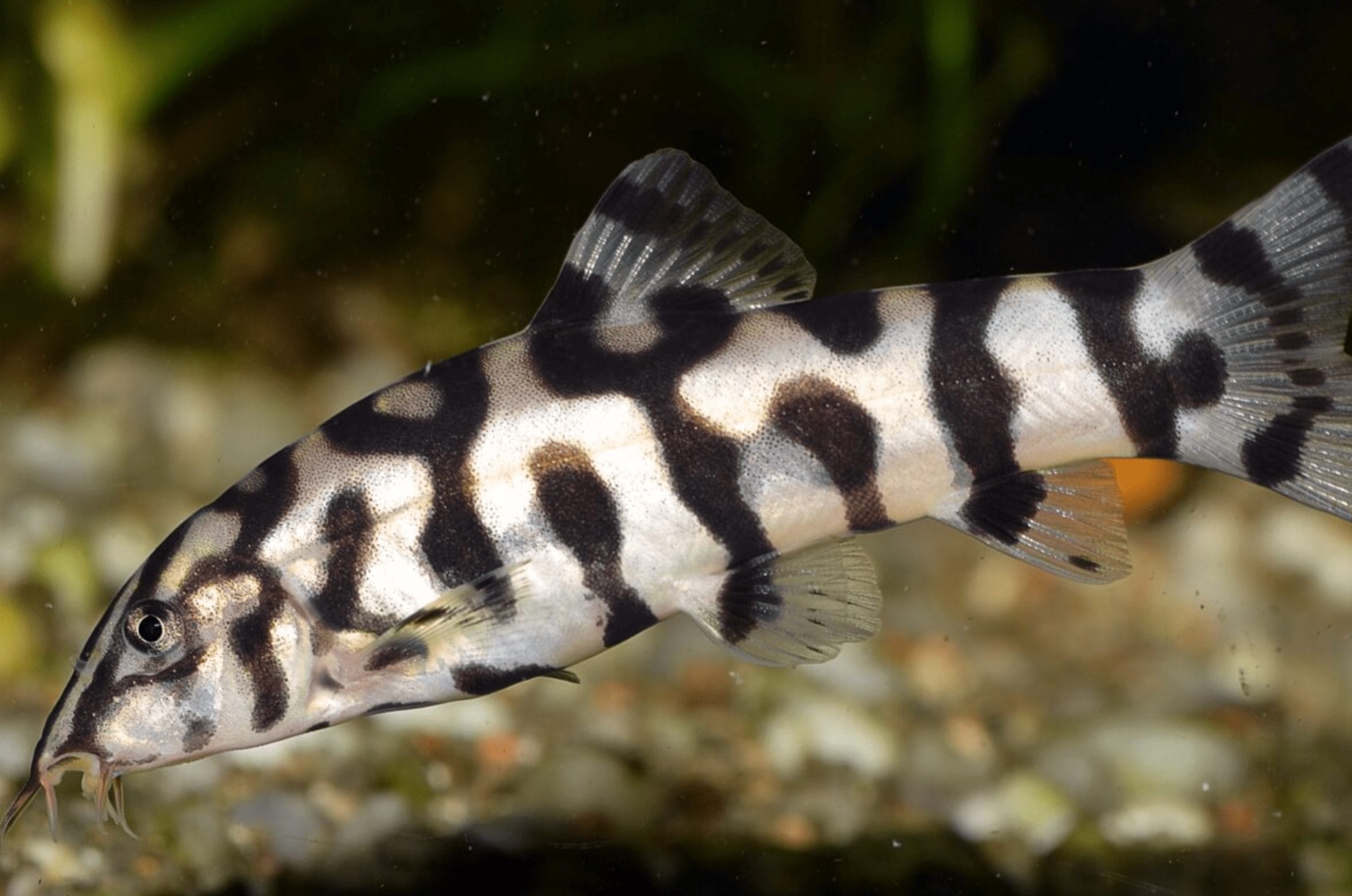 Yoyo Loach: Care Guide for a Playful Freshwater Fish