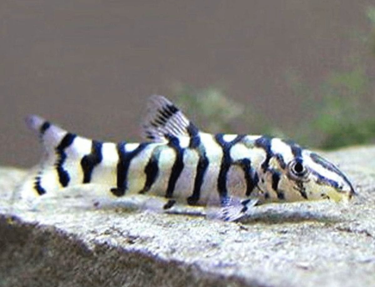 Yoyo Loach: Care Guide for a Playful Freshwater Fish