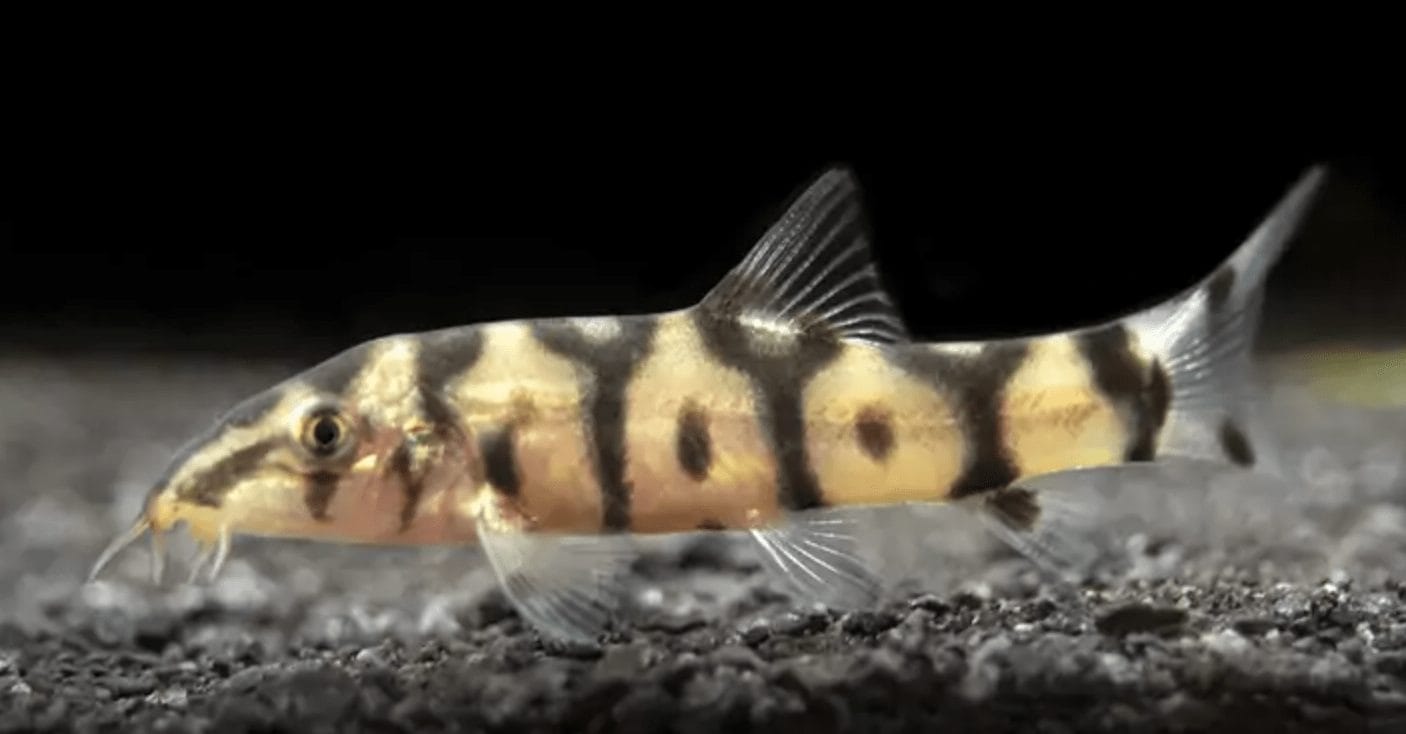 Yoyo Loach: Care Guide for a Playful Freshwater Fish