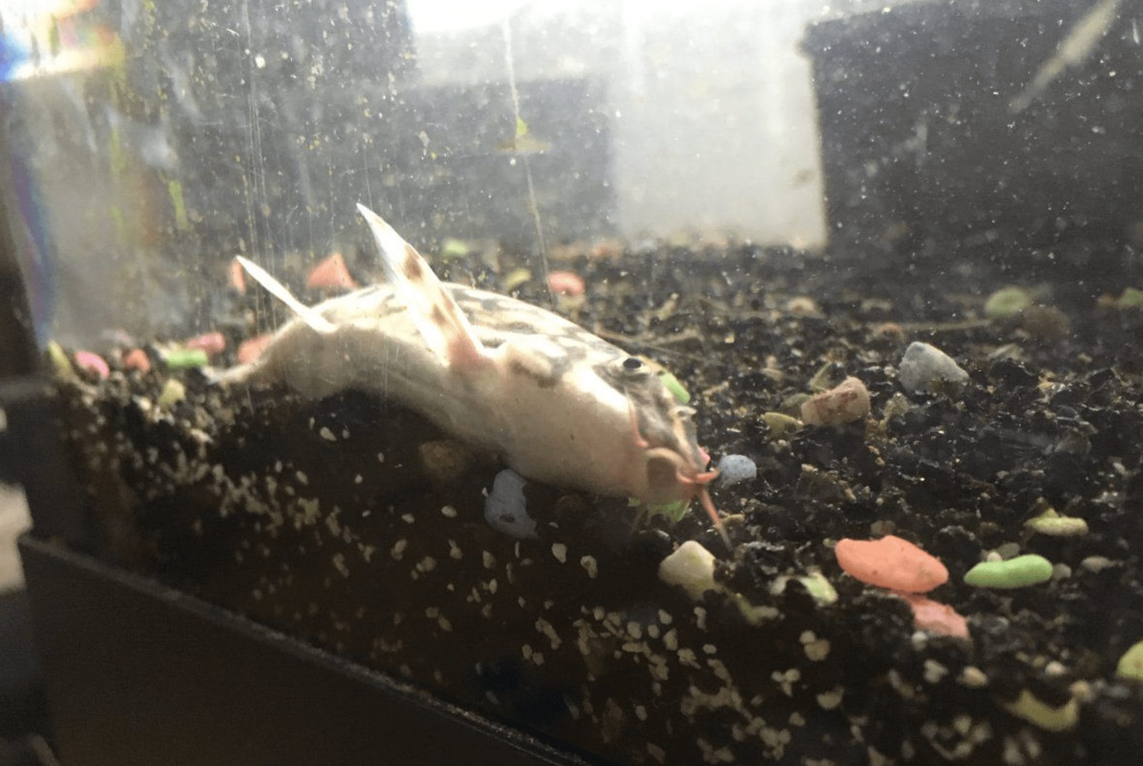 Yoyo Loach: Care Guide for a Playful Freshwater Fish