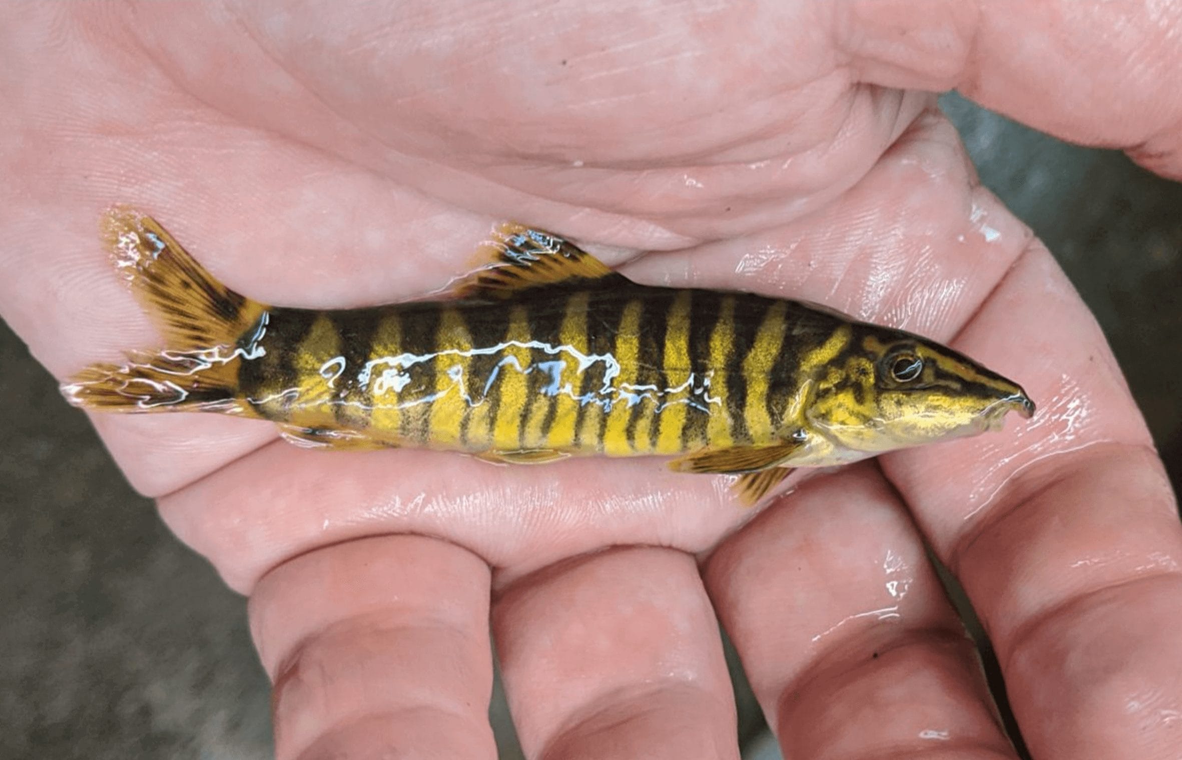 Zebra Loach: The Complete Guide to Keeping Your Fish Healthy