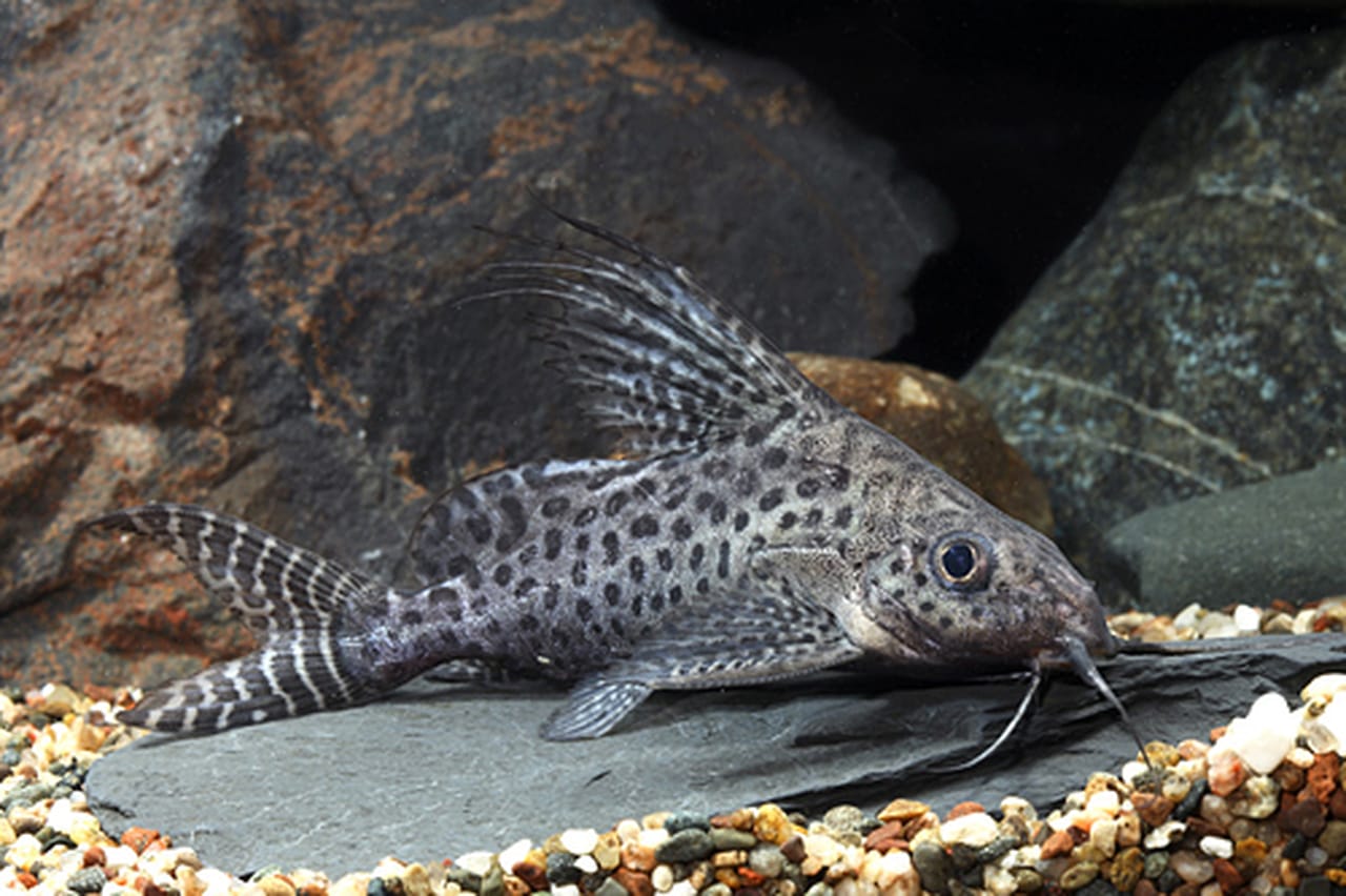 Discover the Beauty of Synodontis Catfish: Essential Guide