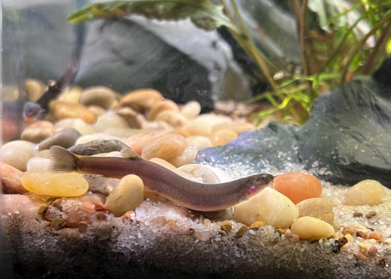 Unveiling the Charms of Kuhli Loach: Care and Habitat