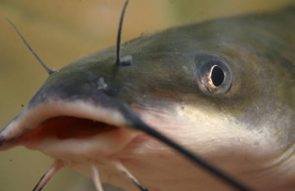 Channel catfish - The Perfect Fish for Beginners