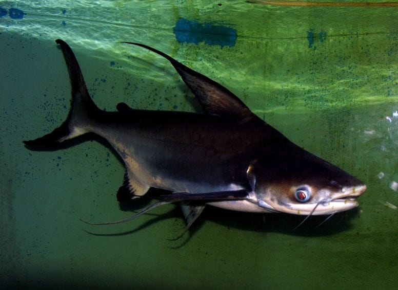 Mastering Paroon Shark Care: Tips for a Thriving Aquarium