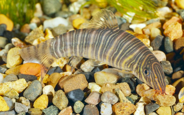 Unveiling the Beauty of Botia Loach: Care and Habitat Guide