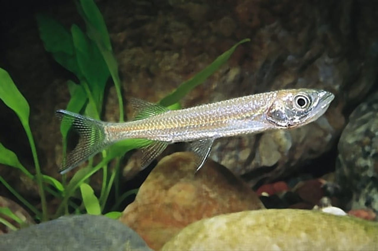 10 Interesting Facts About The Apollo Shark