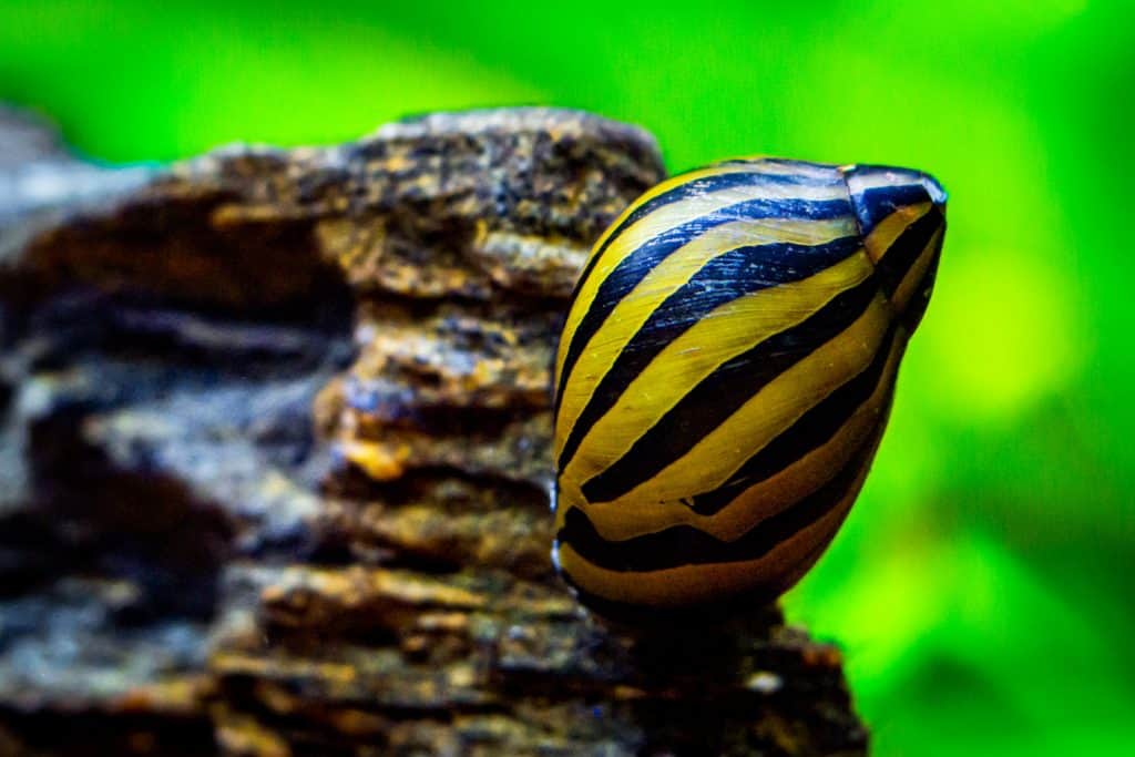 Nerite Snail: Facts and Tips to Keep Them Healthy