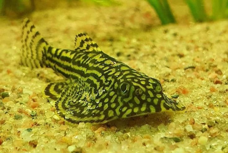 Reticulated Hillstream Loach Interesting Facts