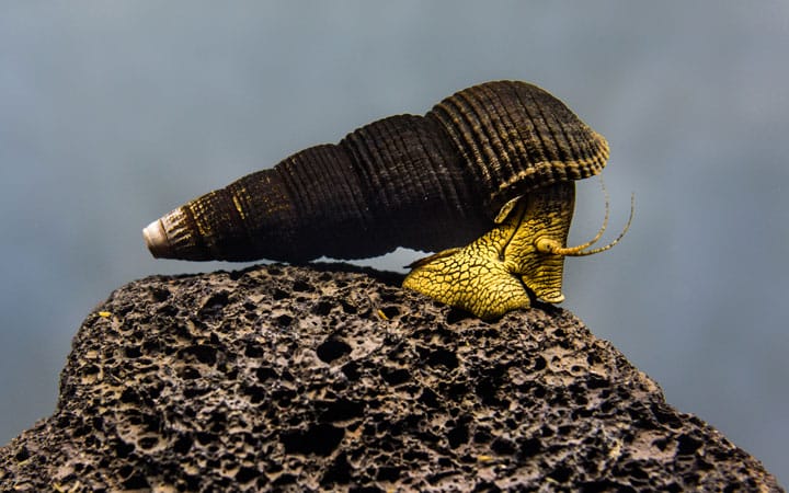 4 Interesting Facts About Rabbit Snail Fish