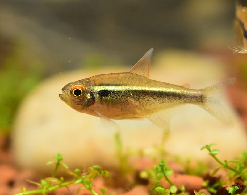 The Beauty and Benefits of Caring for Neon Tetras