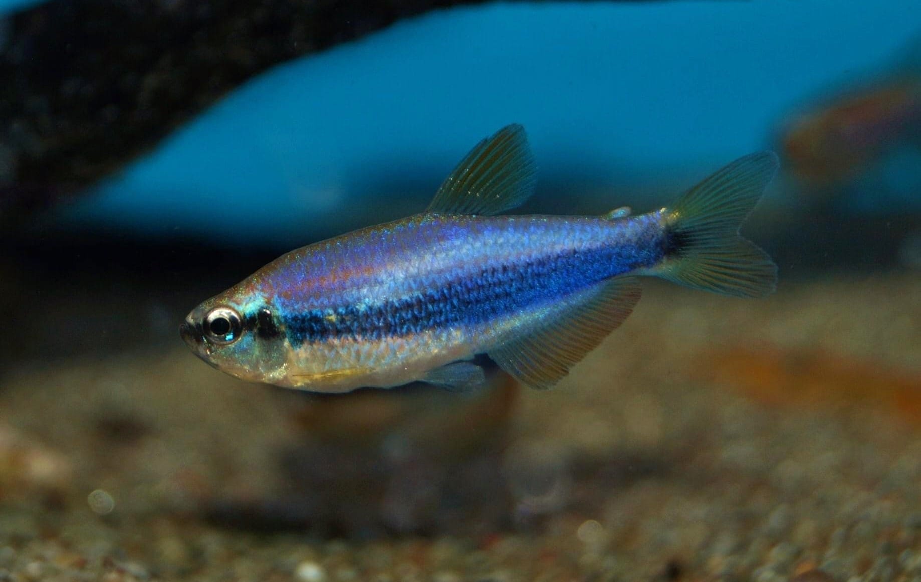 Emperor Tetras: The Crown Jewel of Your Aquarium