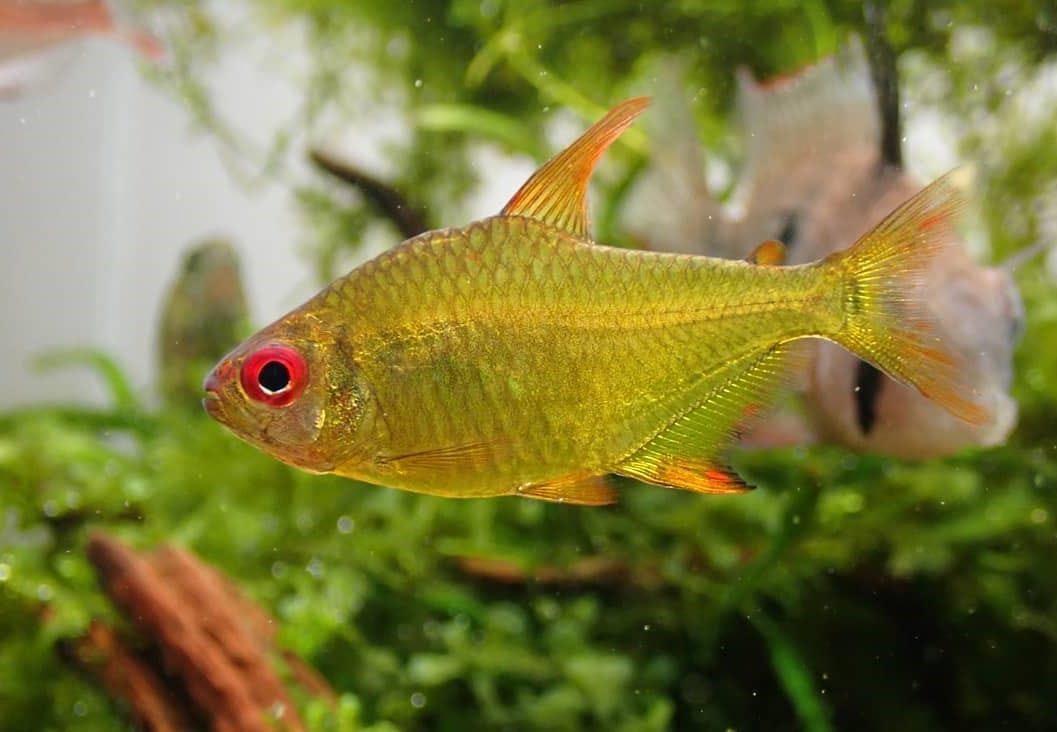 Lemon Tetra: The New Wonder Fish