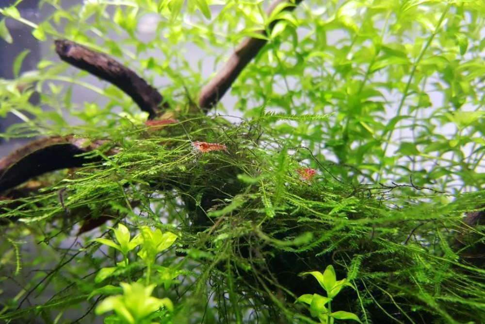 Aquascape Essential: The Versatile Java Moss