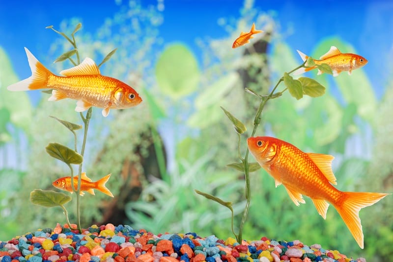 Discover the Most Common Freshwater Fish Species in Your Area