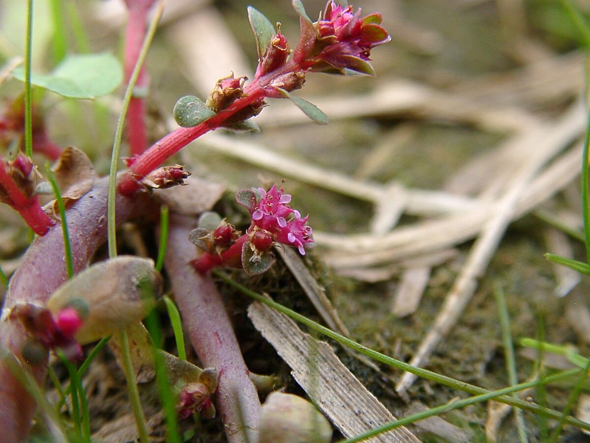 Secrets to Successful Rotala Indica Growth