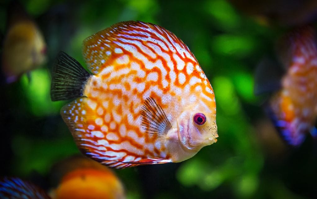 Discover the Most Common Freshwater Fish Species in Your Area