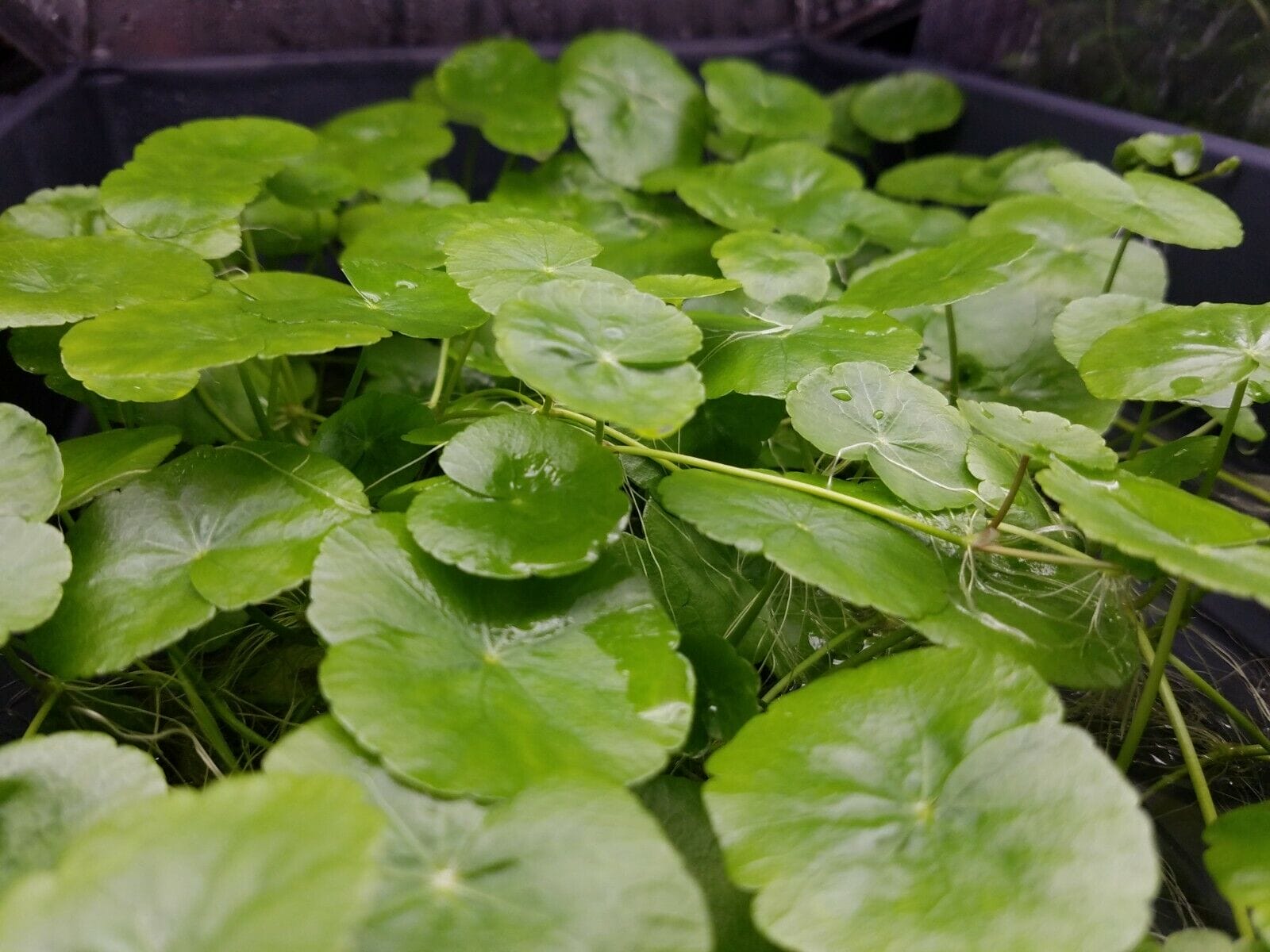 Brazilian Pennywort: The Ultimate Guide to Successful Growth