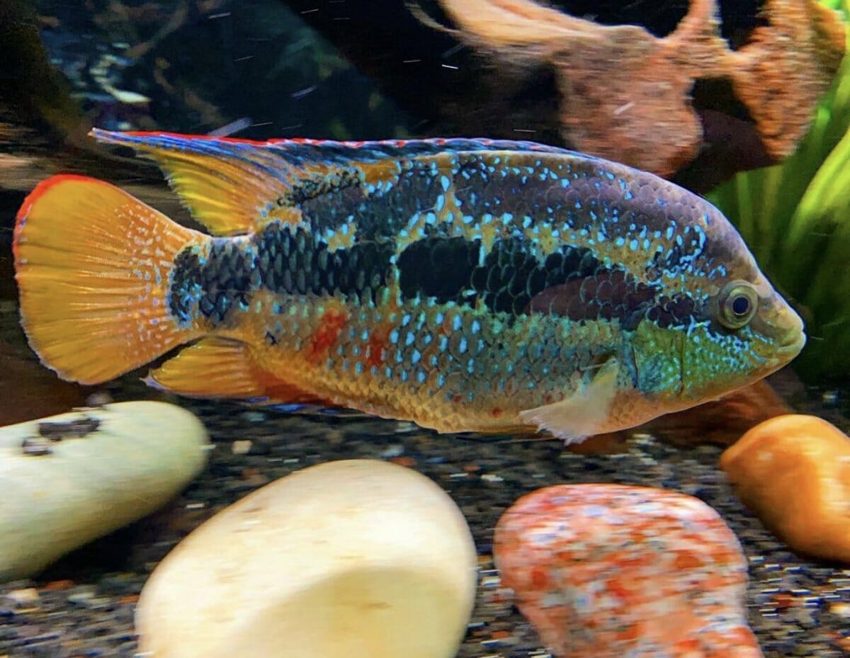 The Ultimate Salvini Cichlid Care Guide