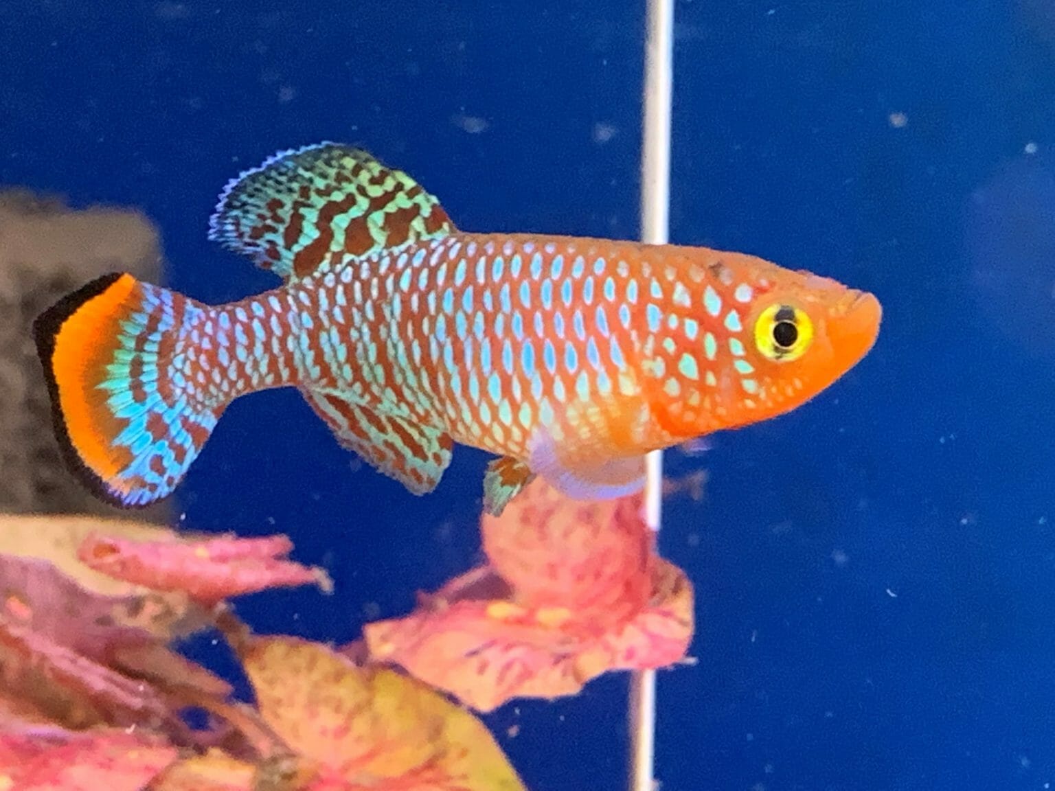 Unveiling the Bluefin Notho: Care Guide for a Colorful Fish