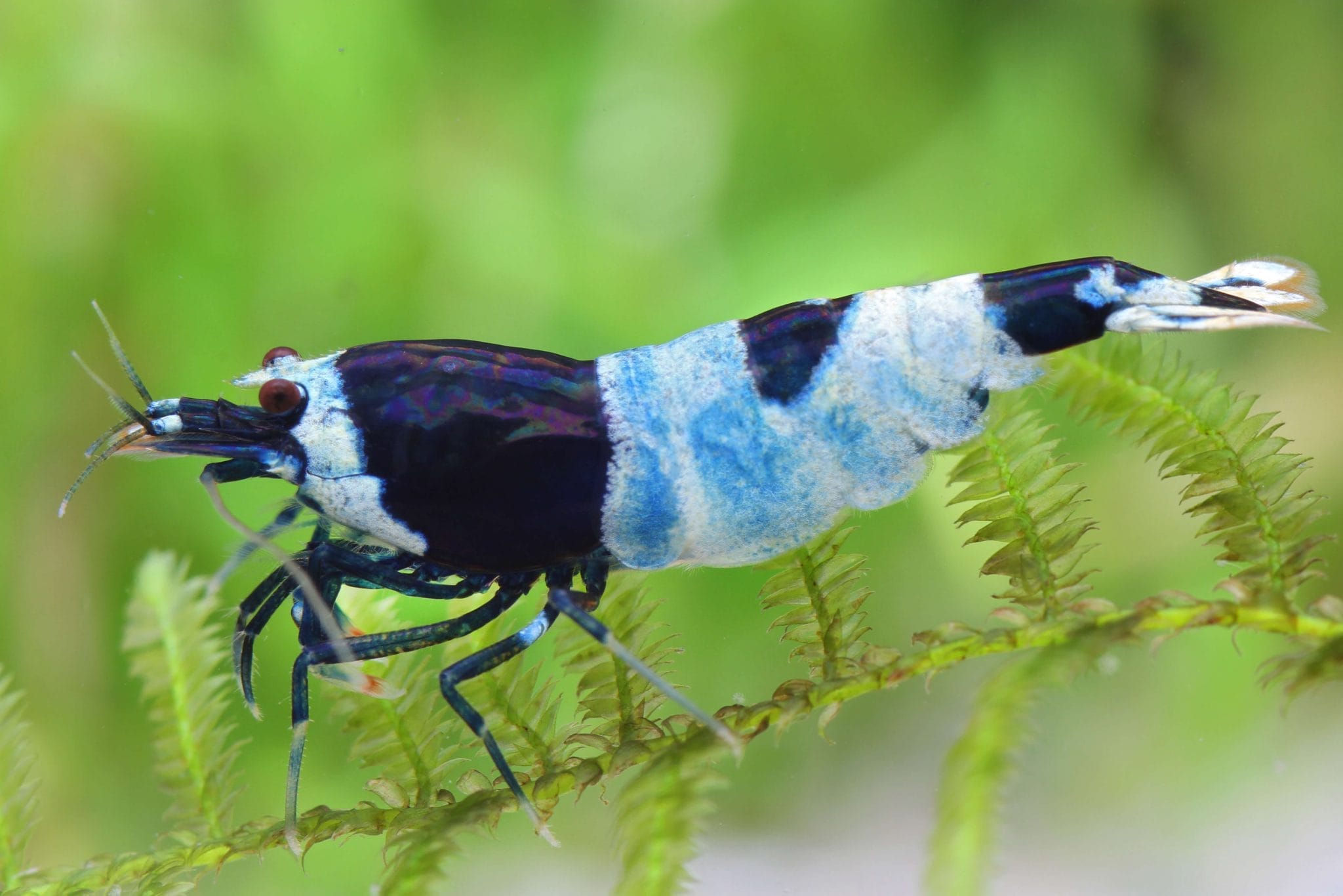 Unveiling the Beauty of Panda Shrimp: A Unique Discovery