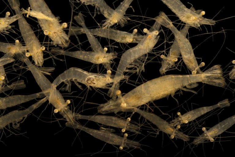 Cardinal Shrimp: A Guide to Keeping and Caring for Them