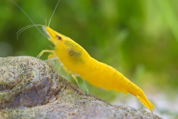 All About Yellow Sun Shrimp