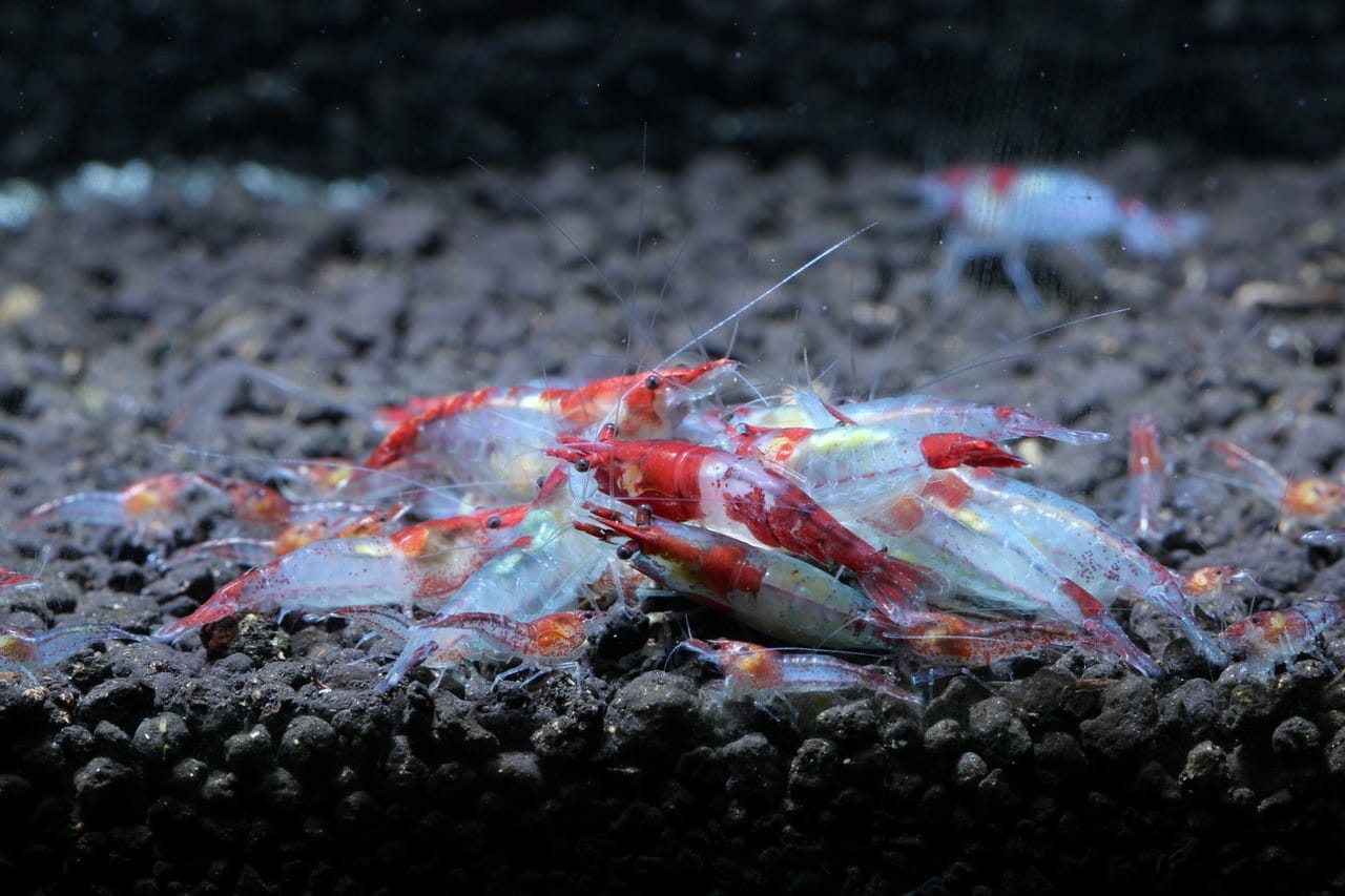 Red Rili Shrimp: A Guide to Care and Breeding