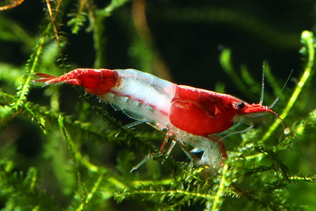 Red Rili Shrimp: A Guide to Care and Breeding