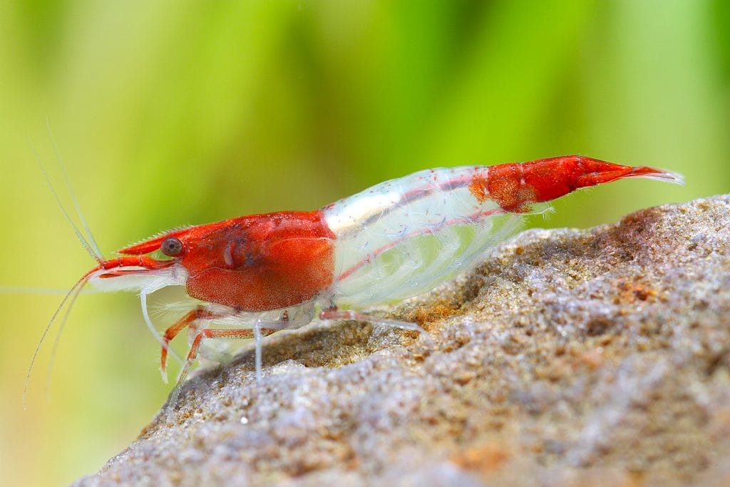 Red Rili Shrimp: A Guide to Care and Breeding