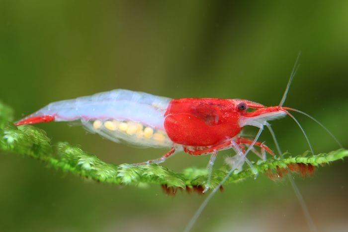 Red Rili Shrimp: A Guide to Care and Breeding