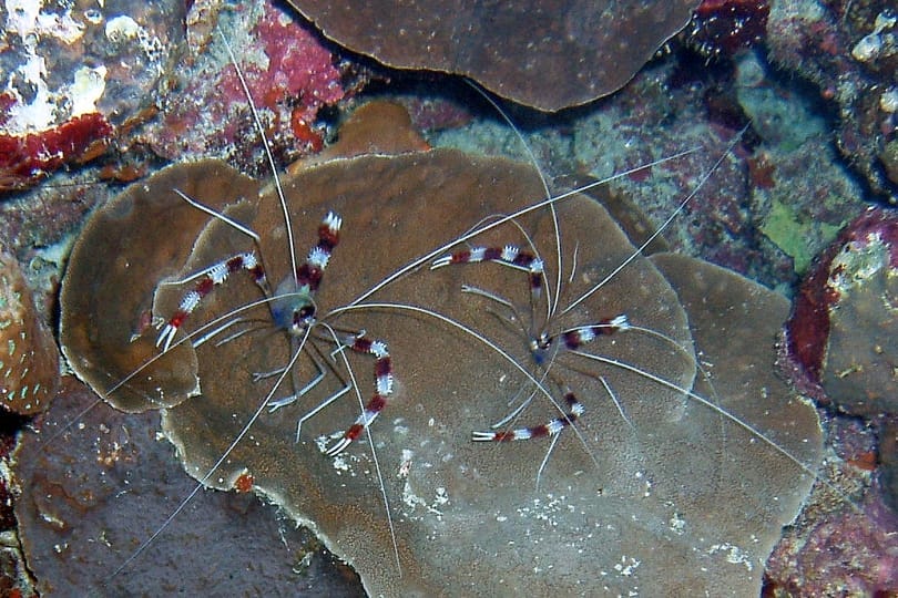 Meet the Boxer Shrimp: Facts & Care