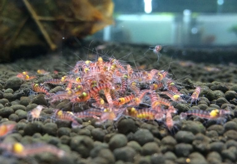 All About Purple Zebra Shrimp: A Comprehensive Guide