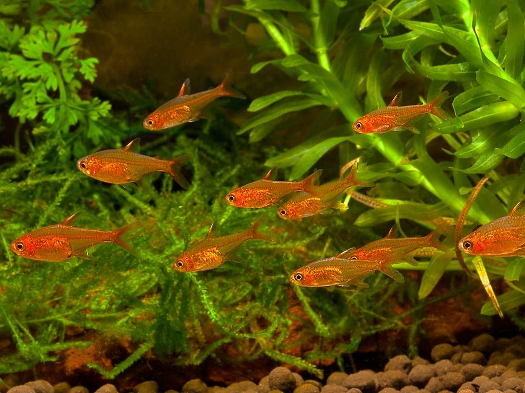 Ember Tetras: Ultimate Care Guide
