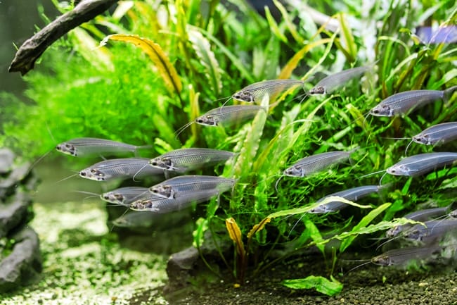 Glass Catfish: Facts & Care Tips | Realacas.com
