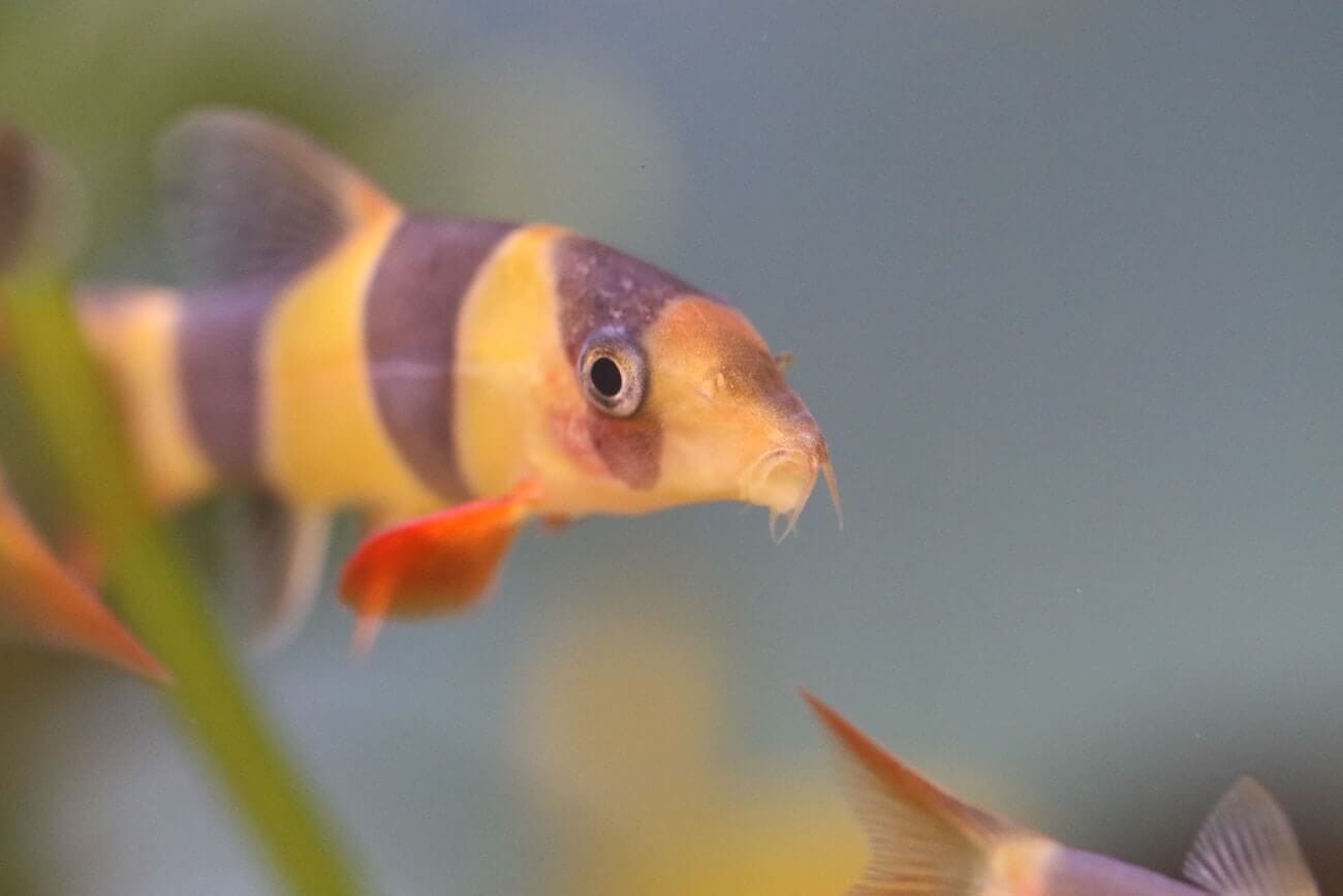 Explore the World of Clown Loach Fish