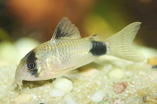 Ultimate Guide to Panda Cory Catfish Care | Realacas.com