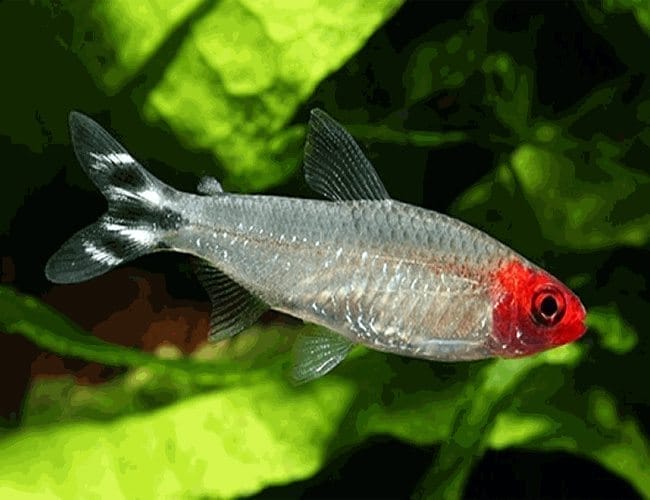 Ultimate Care Guide for Rummy Nose Tetra Fish