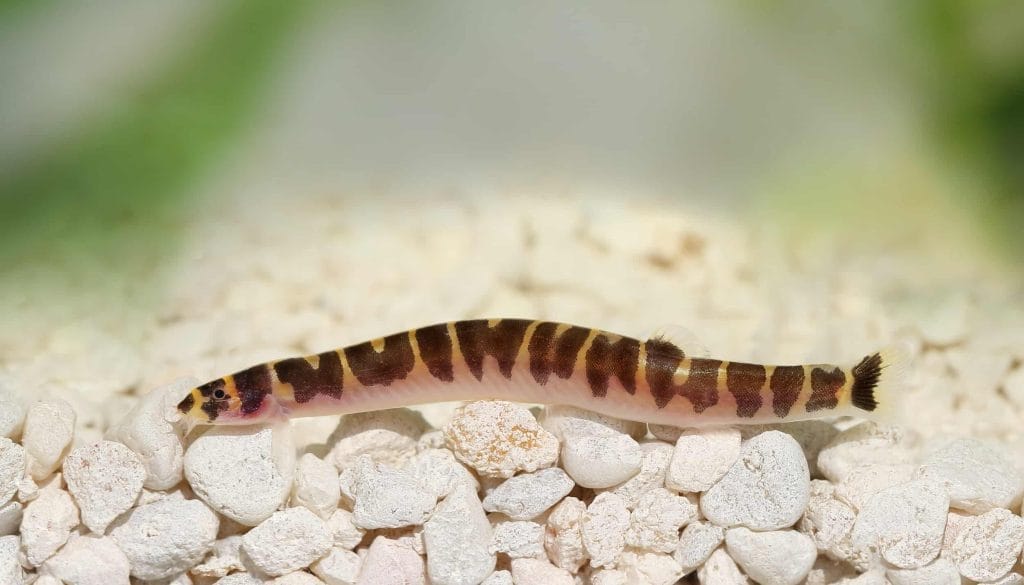 Breeding Kuhli Loaches: Tips and Tank Setup