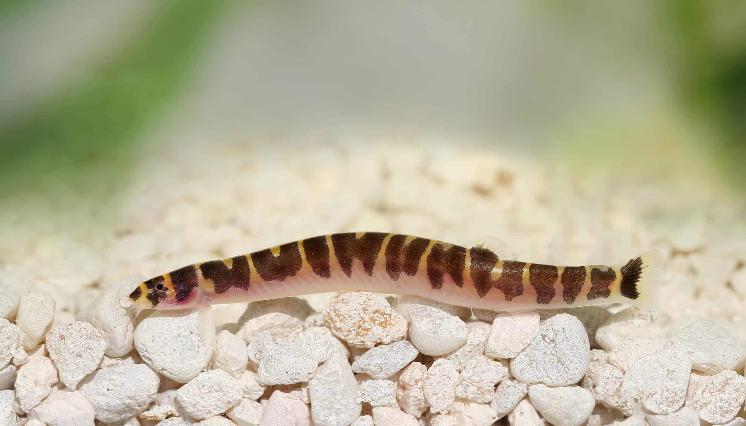 Breeding Kuhli Loaches: Tips and Tank Setup