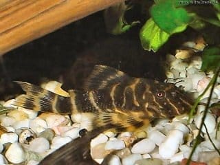 Beginner's Guide: Panaqolus Maccus Care Tips