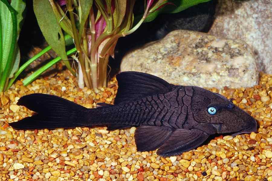 The Ultimate Beginner's Guide to Blue Eyed Pleco