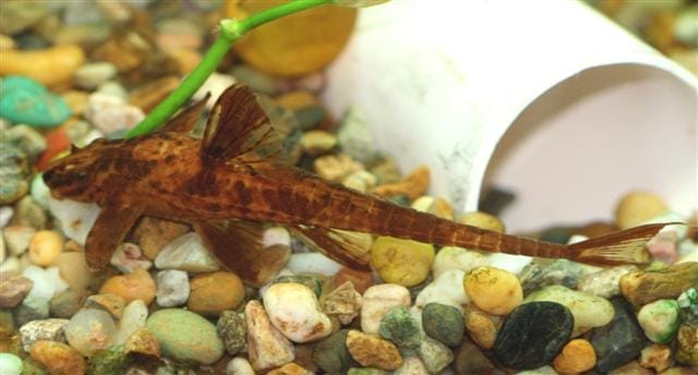 Red Lizard Whiptail Catfish - Care Tips & Tank Size