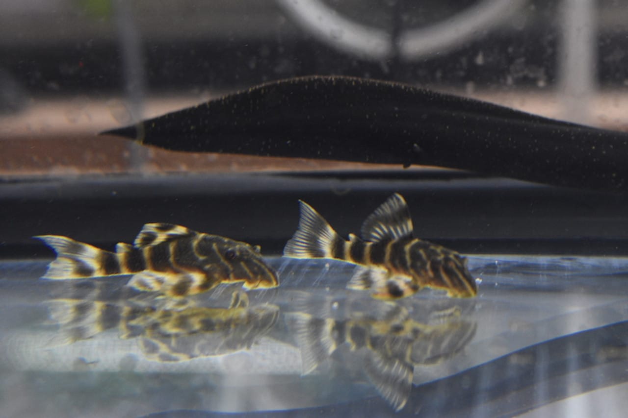 Discover the Beauty of Candy Striped Pleco Fish