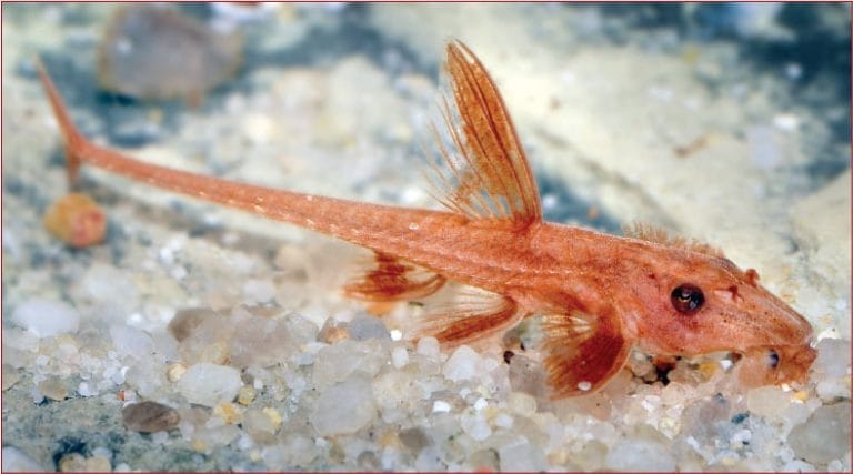 Red Lizard Whiptail Catfish - Care Tips & Tank Size